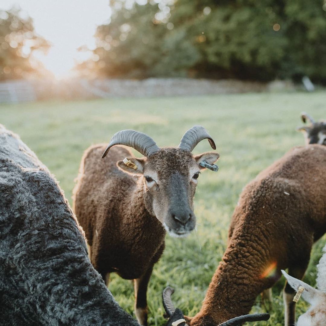 Chasing Sheep – Homestead Mamas