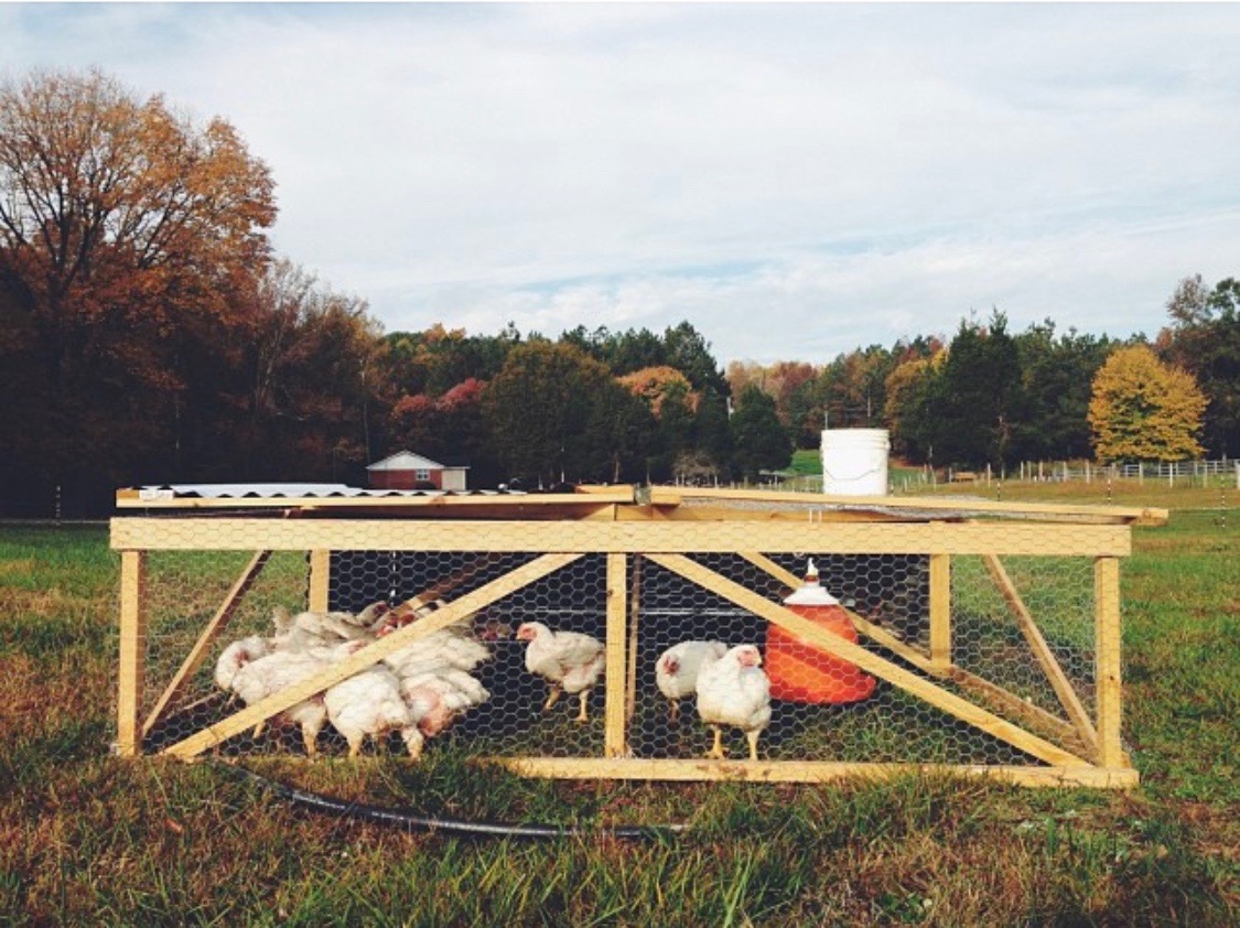 Homestead Meat – Homestead Mamas