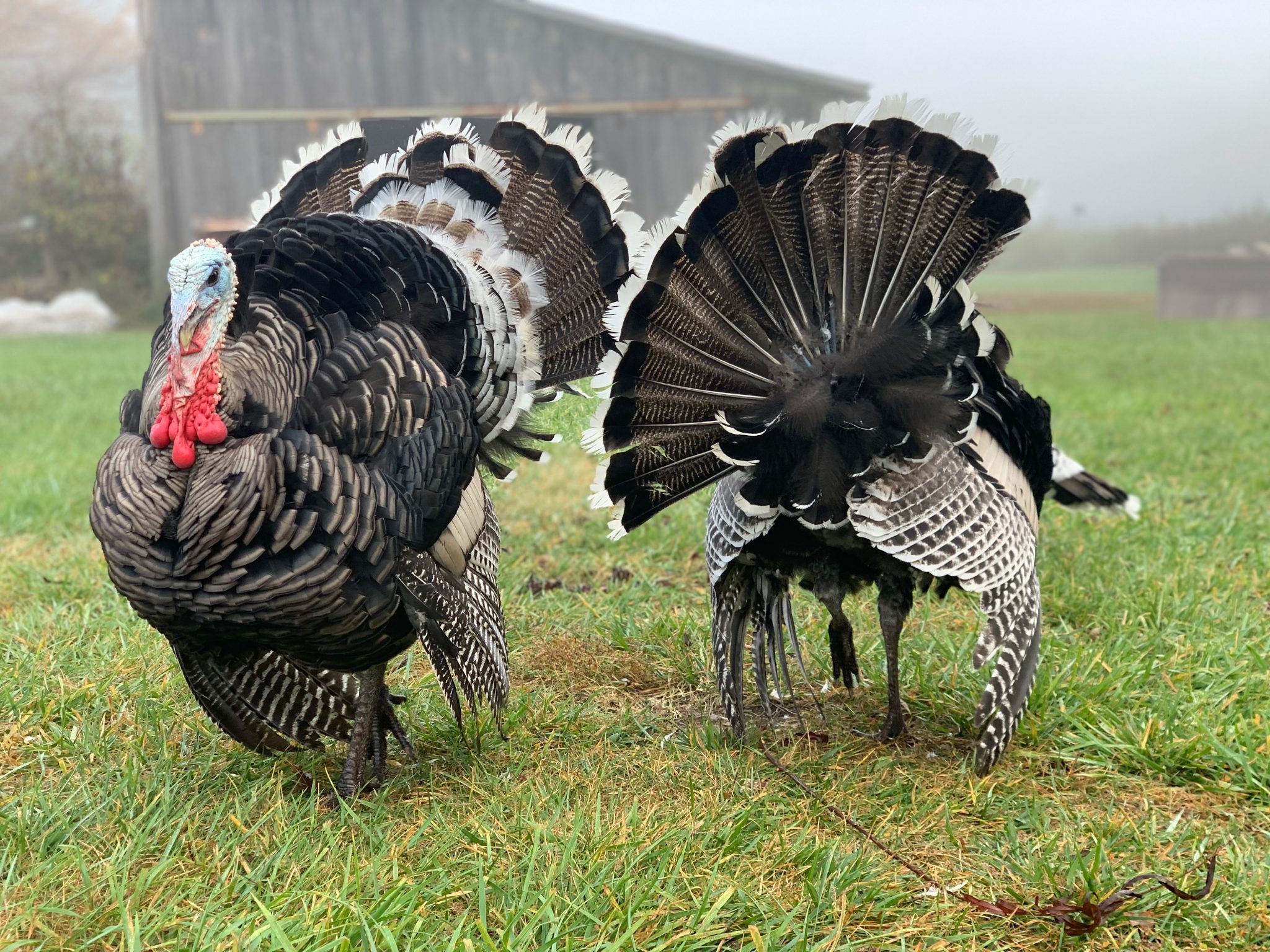Raising Turkeys On The Homestead – Homestead Mamas