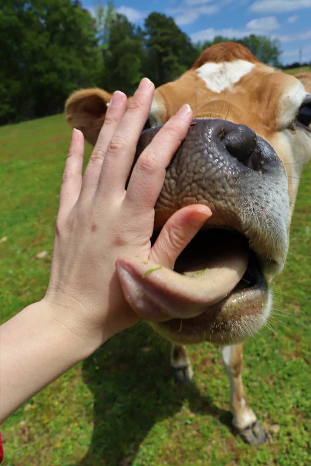 The Family Cow – Homestead Mamas